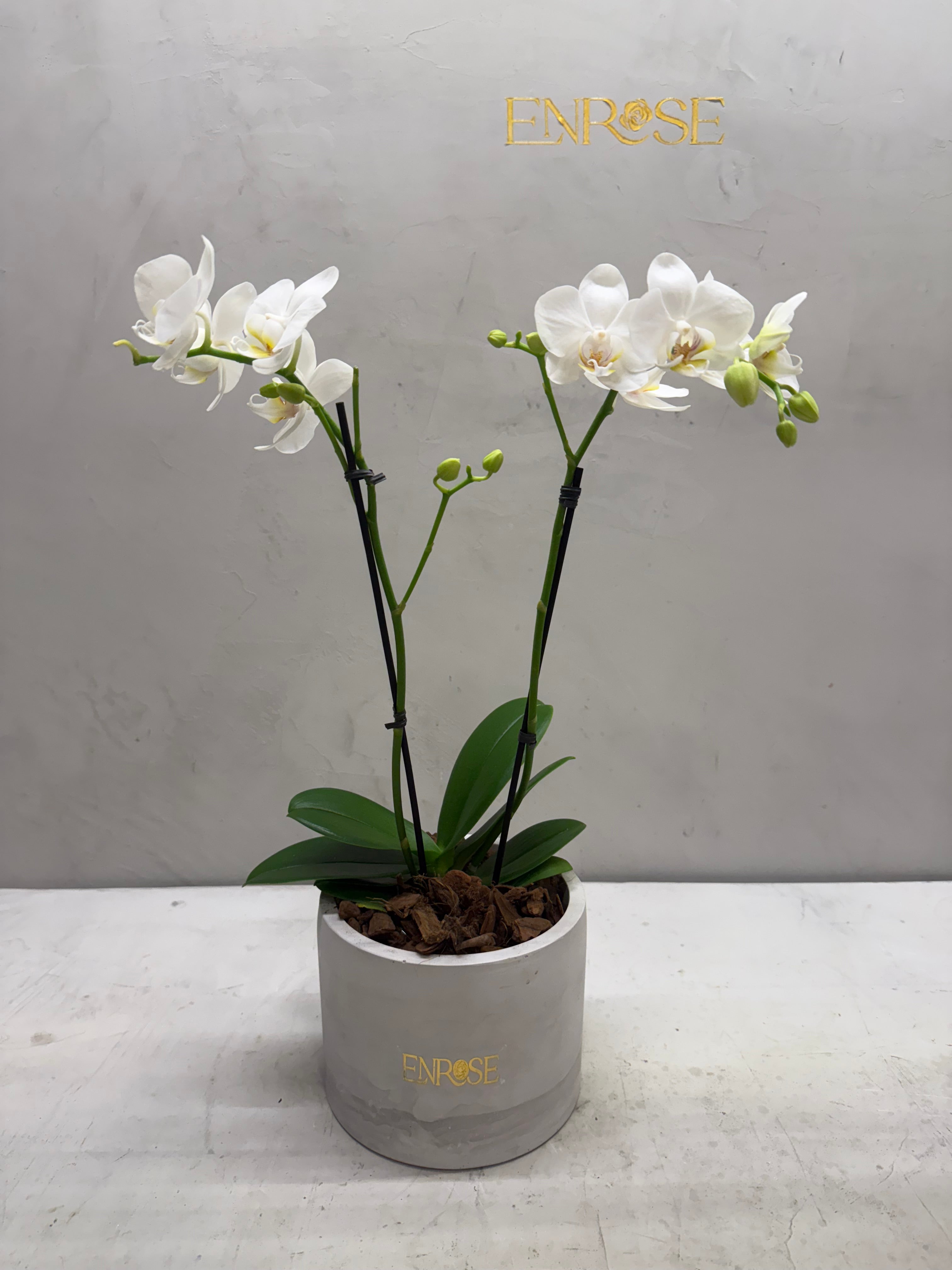 Orquídea Mini Branca com vaso moderno de cimento queimado – enrose ltda
