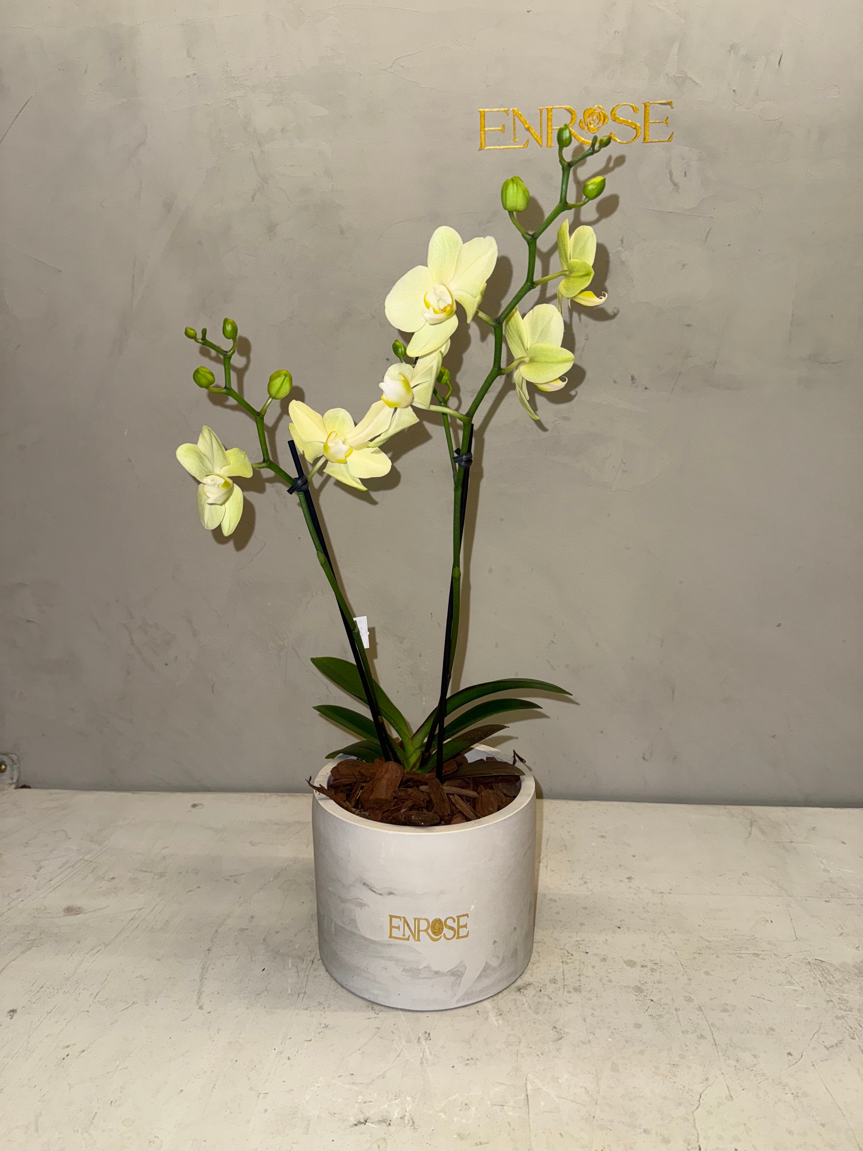 Orquídea Mini Amarela com vaso moderno de cimento queimado – enrose ltda